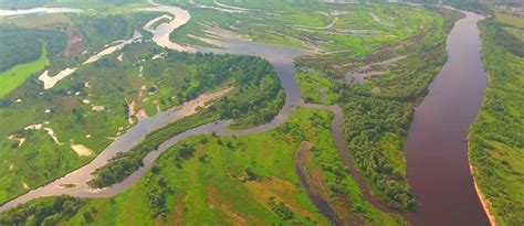 Linguisticks How Trees Helped Solve A Great Historical Mystery R