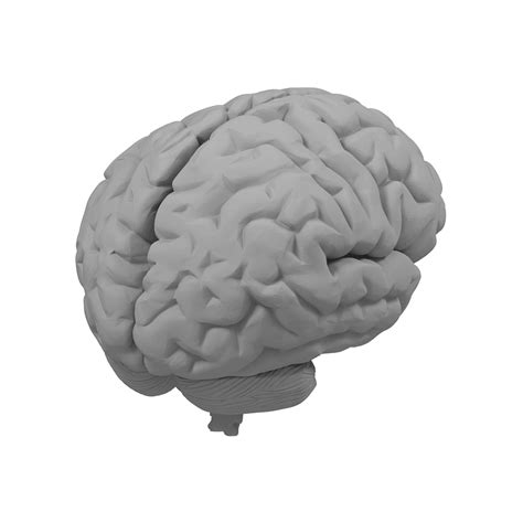 Human Organs Free 3d Model On