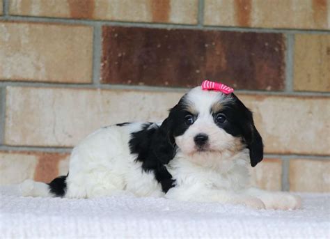 Best Colorado Cavachons Available — Crockett Doodles