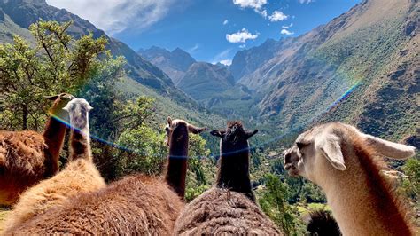 Hiking With Llamas In Peru