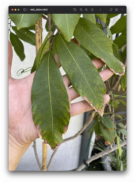 Longan Leaf Rfruittree