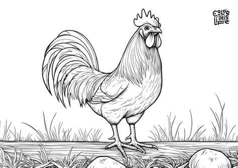 Realistic Detailed Rooster Coloring Page For Adults Color This Life