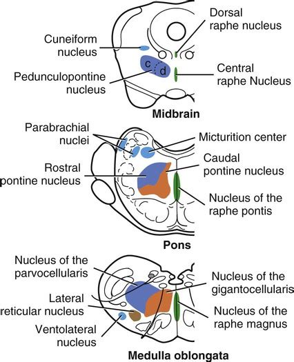 The Brain Veterian Key