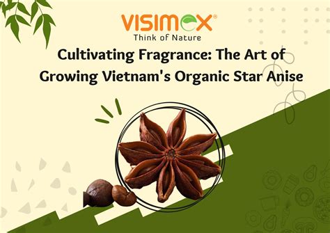 Cultivating Fragrance: The Art of Growing Vietnam's Organic Star Anise ...