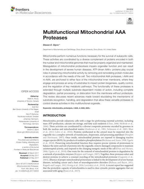 Pdf Multifunctional Mitochondrial Aaa Proteases