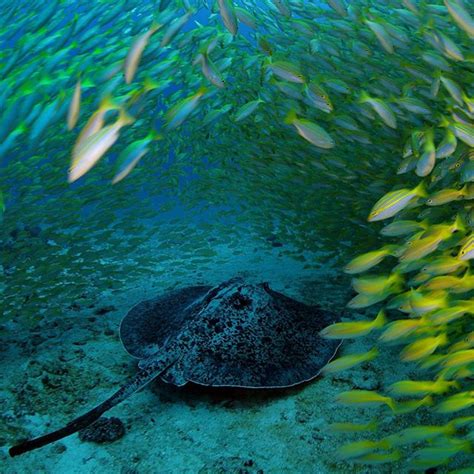 Such A Lovely Stingray National Geographic Ocean Habitat Marine Life