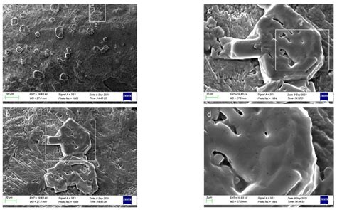 Otolith Analyses Highlight Morpho Functional Differences Of Three