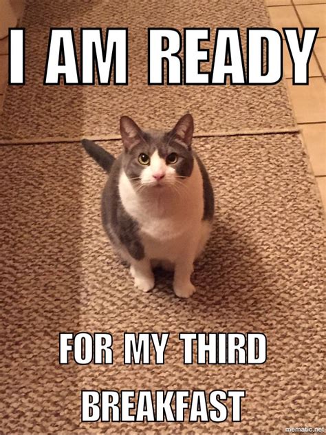 Mother Feed Us Cat Meme At Lawrence Melson Blog