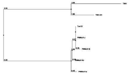 Phylogenetic Tree Neighbour Joining Tree Using The Jalview A Multiple
