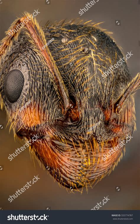 Ant Under A Microscope