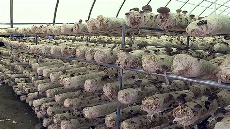 猴头菇种植：进入真菌财富秘境，开启创业新时代！加盟星百度招商加盟服务平台