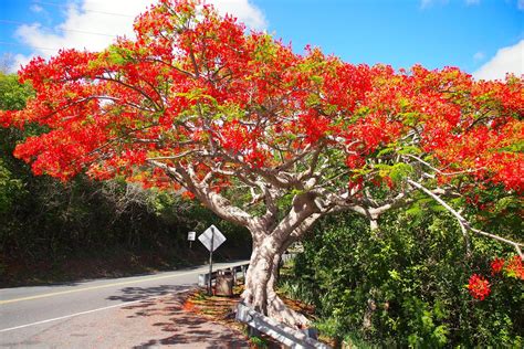 Le Flamboyant, So Much More Than a Plain Old Tree | Caribbean