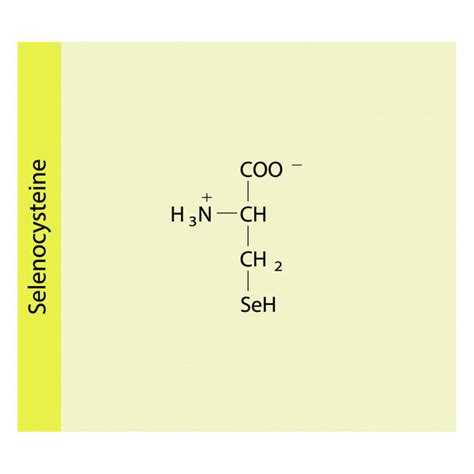 Cysteine Free Stock Vectors