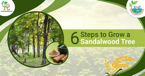 6 Steps To Grow A Sandalwood Tree Vatican Shona Agrotech