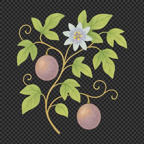 Plant Cute Vines Shadow Images Free Photos Png Stickers Wallpapers And Backgrounds Rawpixel