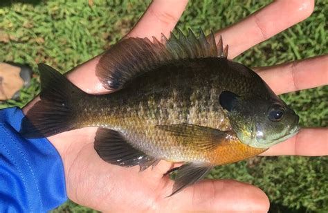 File Bluegill Cropped  Wikimedia Commons