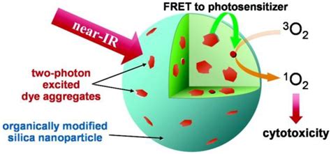 Dye Doped Fluorescent Silica Nanoparticles For Live Cell And In Vivo