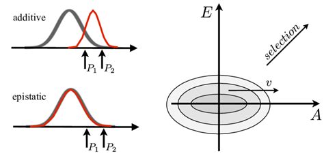 Heritable And Non Heritable Contributions To Fitness Left The Two