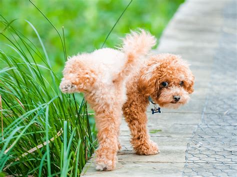 Mag Een Hond Overal Plassen Ontdek De Regels En Tips Hier