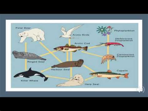 Harp Seal Food Chain