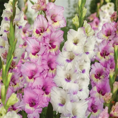 Gladiolus Sweet Candy Pack Of 25 Gladioli