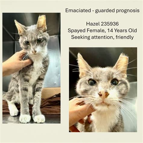 Nyc Urgent Cats Pulled Unknown Rescue Amazingly Sweet Grace
