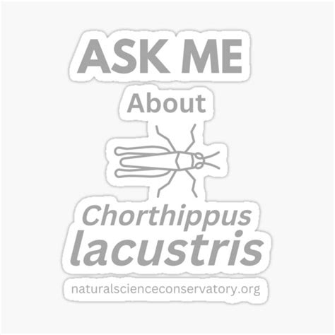 Ask Me About Chorthippus Lacustris Epirus Dancing Grasshopper