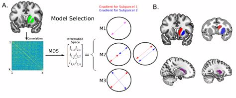 Analysis And Models A The Time Series Of Each Voxel Within The