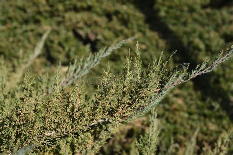 Pfitzer Juniper Stock Image Image Of Winter Close 273306825