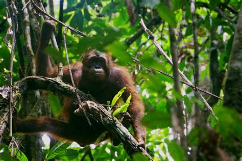 Orangutans Habitat