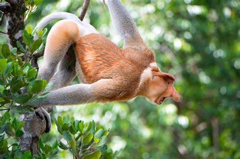 Proboscis Monkey Sanctuary Tour Borneo Natural Sukau Bilit Resort