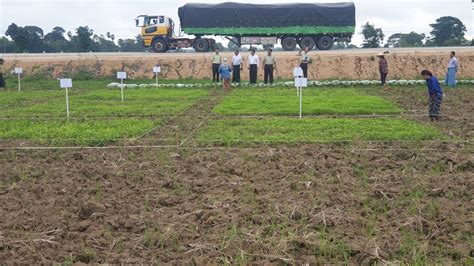 အုတ်တွင်းမြို့နယ်အတွင်း မိုးစပါးဗန်းဖြင့်ပျိုးထောင်ထားရှိမှုနှင့် စိုက