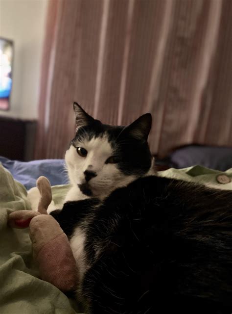Can Anyone Help Gender Our Cat Vet Is Unsure Rcats