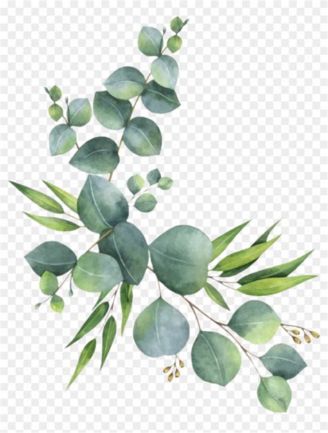 Branch Leaves Florals Branches Zweig Watercolor Eucalyptus