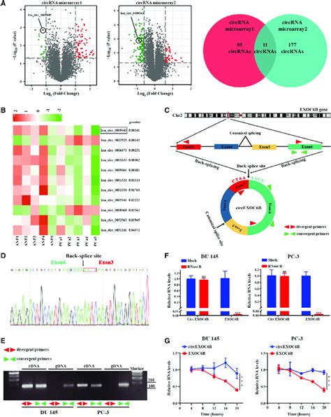 Circexoc6b Is Identified In Pca A 11 Differentially Expressed