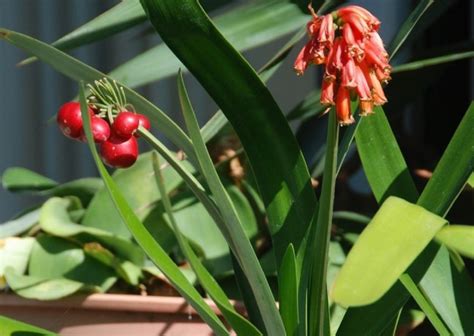 Clivia Nobilis Care Characteristics Pests And How To Achieve