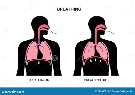 Breathing Process Respiration System Diaphragm Inhalation And Exhalation Breathing In And