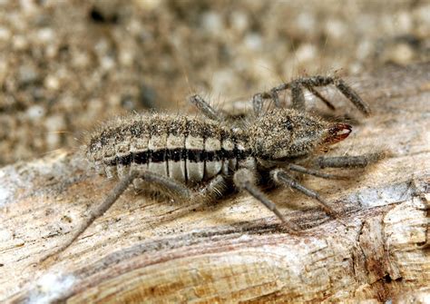 Solifugid Wind Scorpion Catseye Pest Control