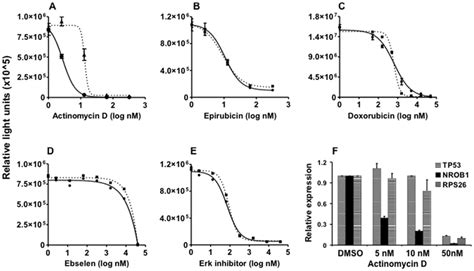 Effect Of Actinomycin D On Gene Expression Effects Of Actinomycin D