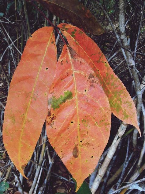 Background Leaves Orange Coler Tree Green Forest Stock Image Image Of