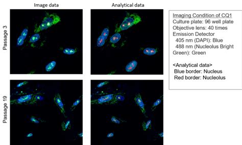 Nucleolus Fluorescent Staining Nucleolus Bright Red Dojindo
