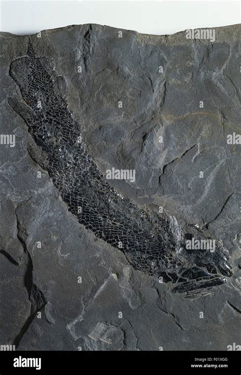 Fossils Deuterostomia Chordata Sarcopterygii Gyroptychius