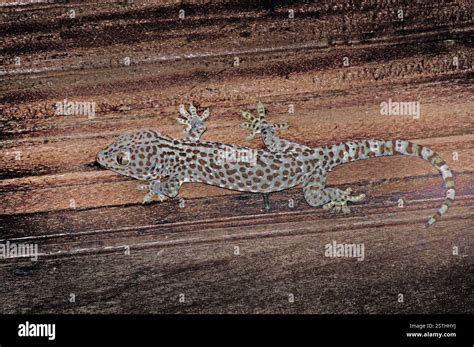 Tokay Gecko Gekko Gecko Gekkonidae Bali Indonesia Asia Stock