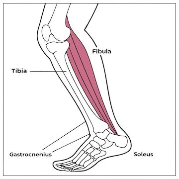 A Diagrammatic Vector Of The Lower Leg Showing Tibia Fibula And