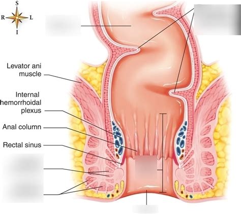 Human Anus Anatomy