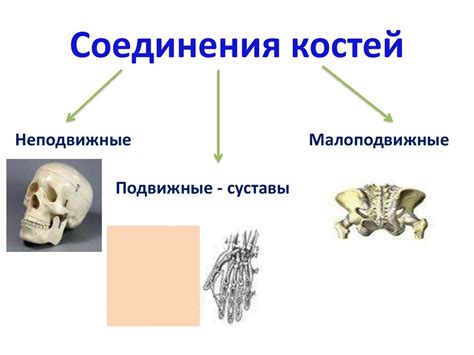 Скелет человека и его строение - презентация онлайн