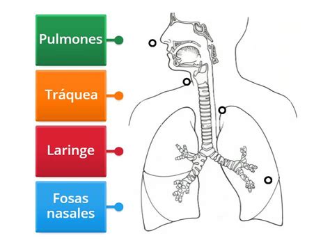 Aparato Respiratorio Diagrama Con Etiquetas