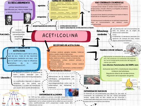 Copia De Mapa Conceptual Esquema Doodle Multicolor Pdf Acetilcolina