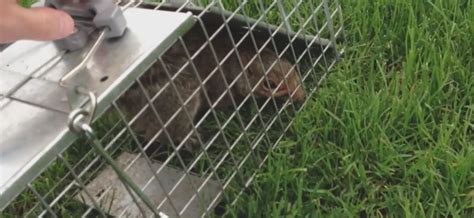 Best Bait to Trap Squirrels