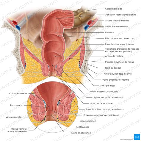 Côlon Anatomie Vascularisation Et Innervation Kenhub